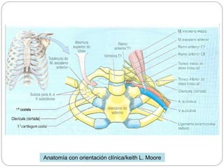 diapositivaanatomia topografica de torax.ppt