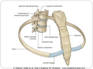 diapositivaanatomia topografica de torax.ppt