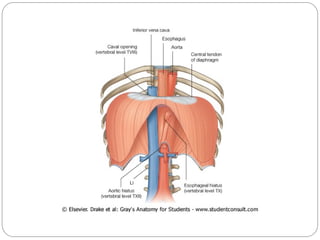 diapositivaanatomia topografica de torax.ppt
