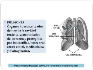 diapositivaanatomia topografica de torax.ppt