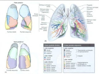 diapositivaanatomia topografica de torax.ppt