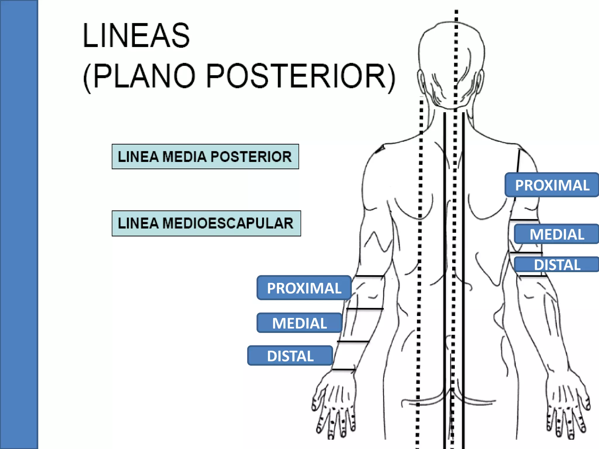 Anatomia topografica psf | PPT