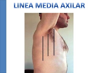 Anatomia topografica psf | PDF
