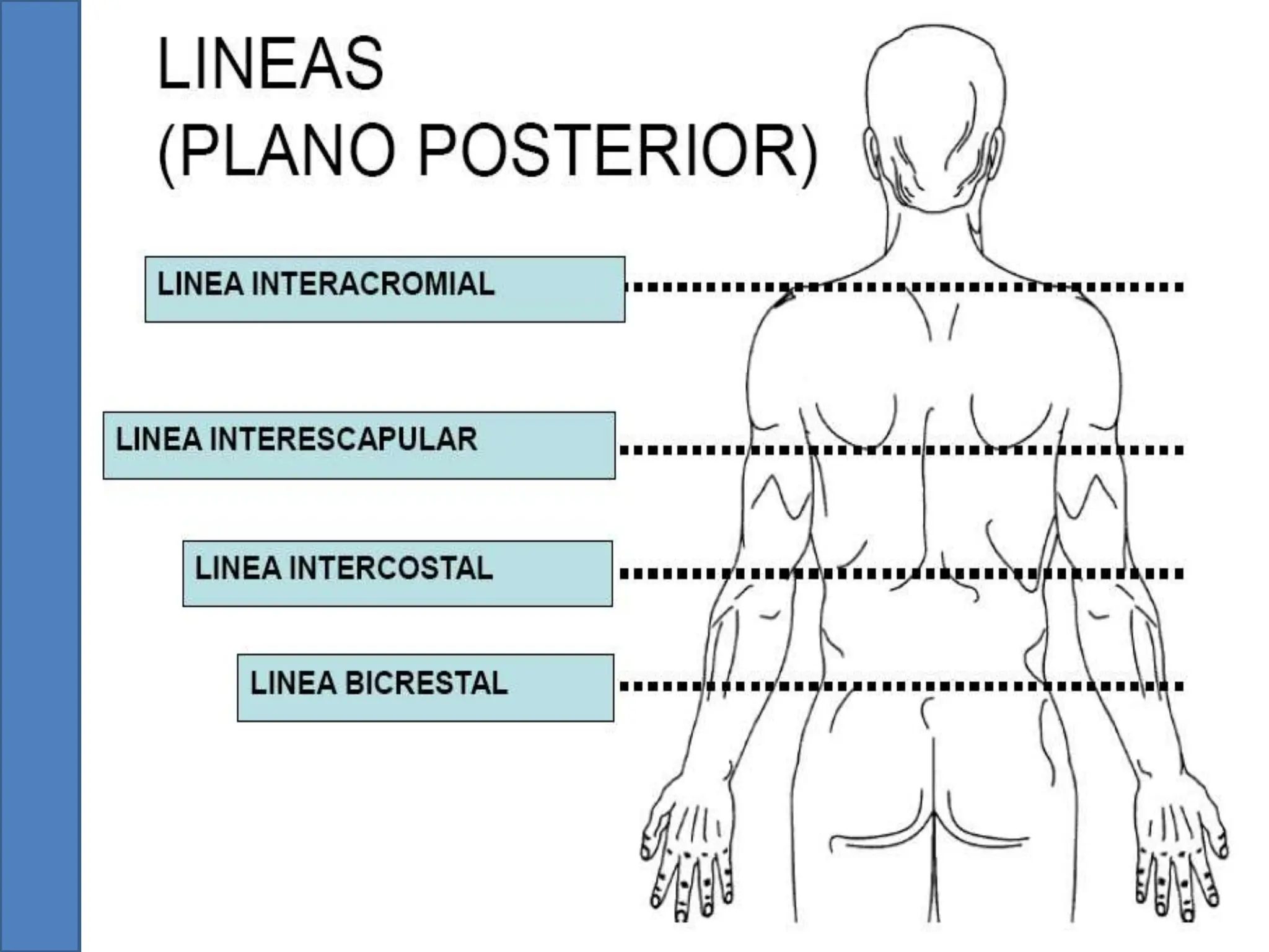 ANATOMIA_TOPOGRAFICA_PSF (1).pptx