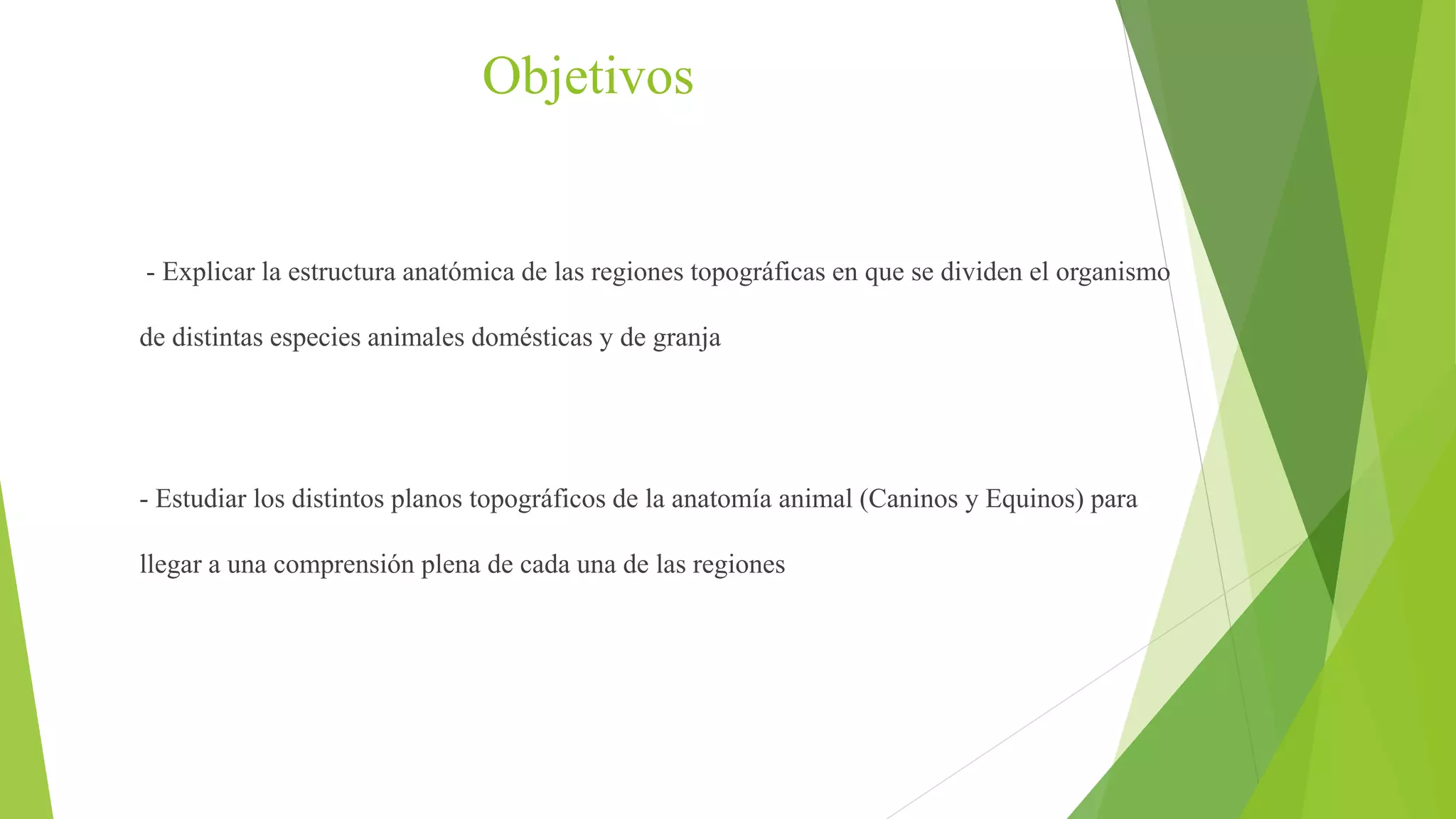 Anatomía Topográfica del Equino y Canino | PPTX