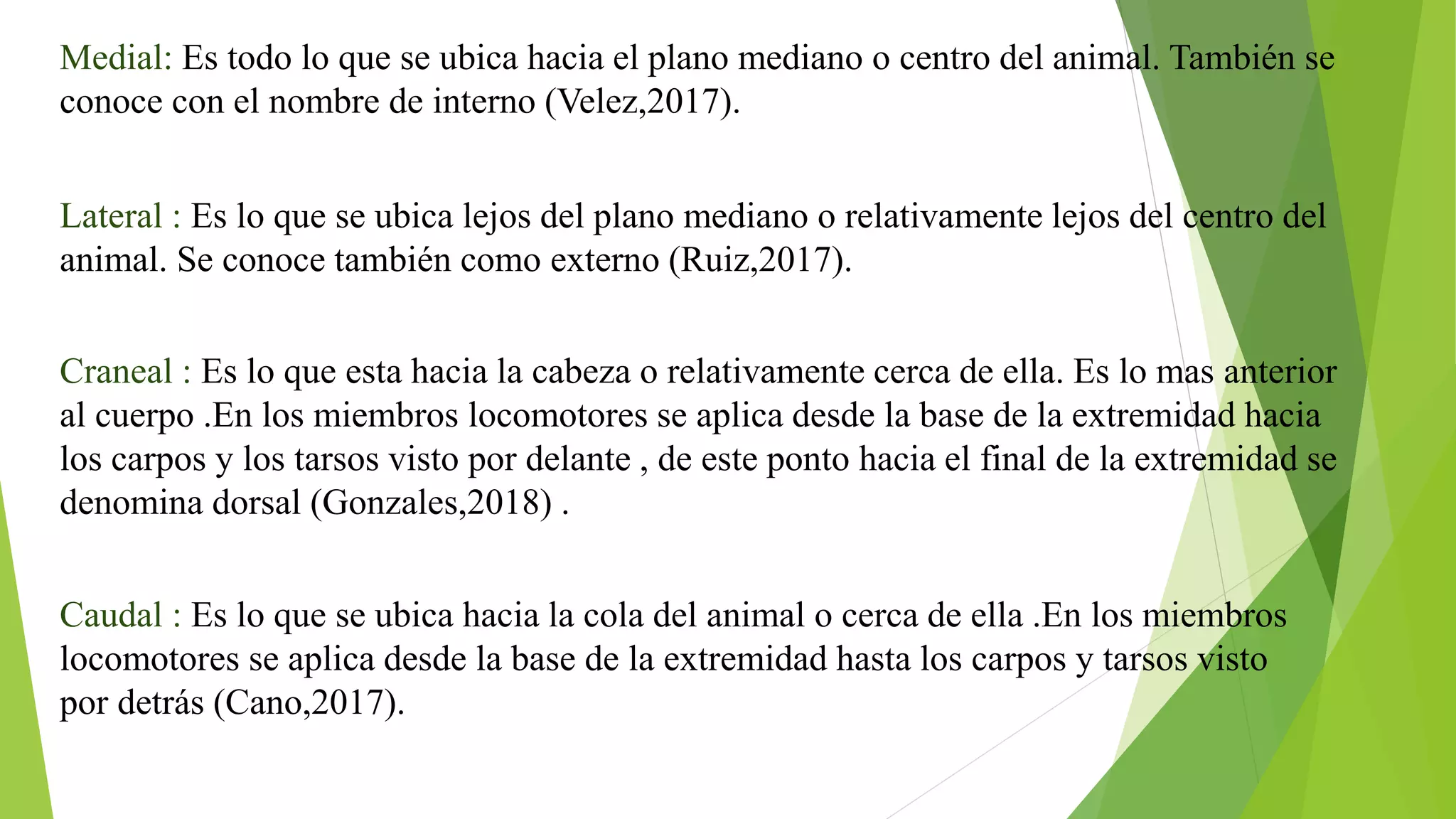 Anatomía Topográfica del Equino y Canino | PPTX