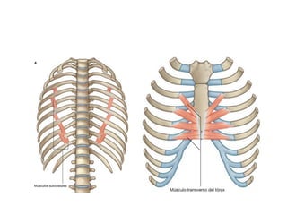 Anatomia toracica | PDF