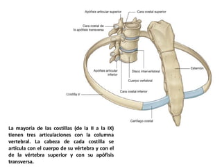 Anatomia toracica | PDF