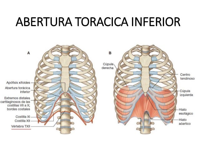 Anatomia toracica