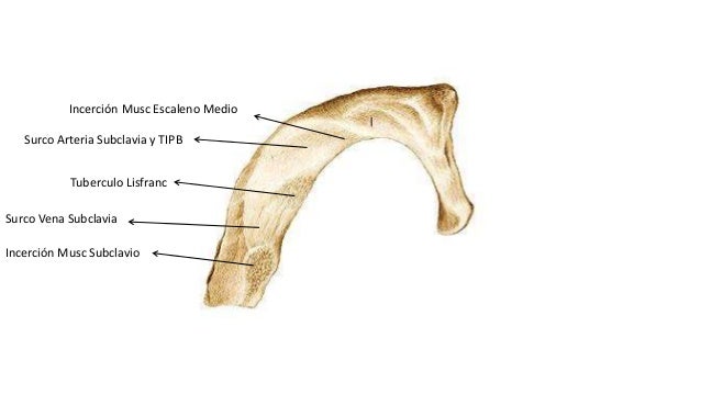 Anatomía del Tronco: Tórax y Abdomen