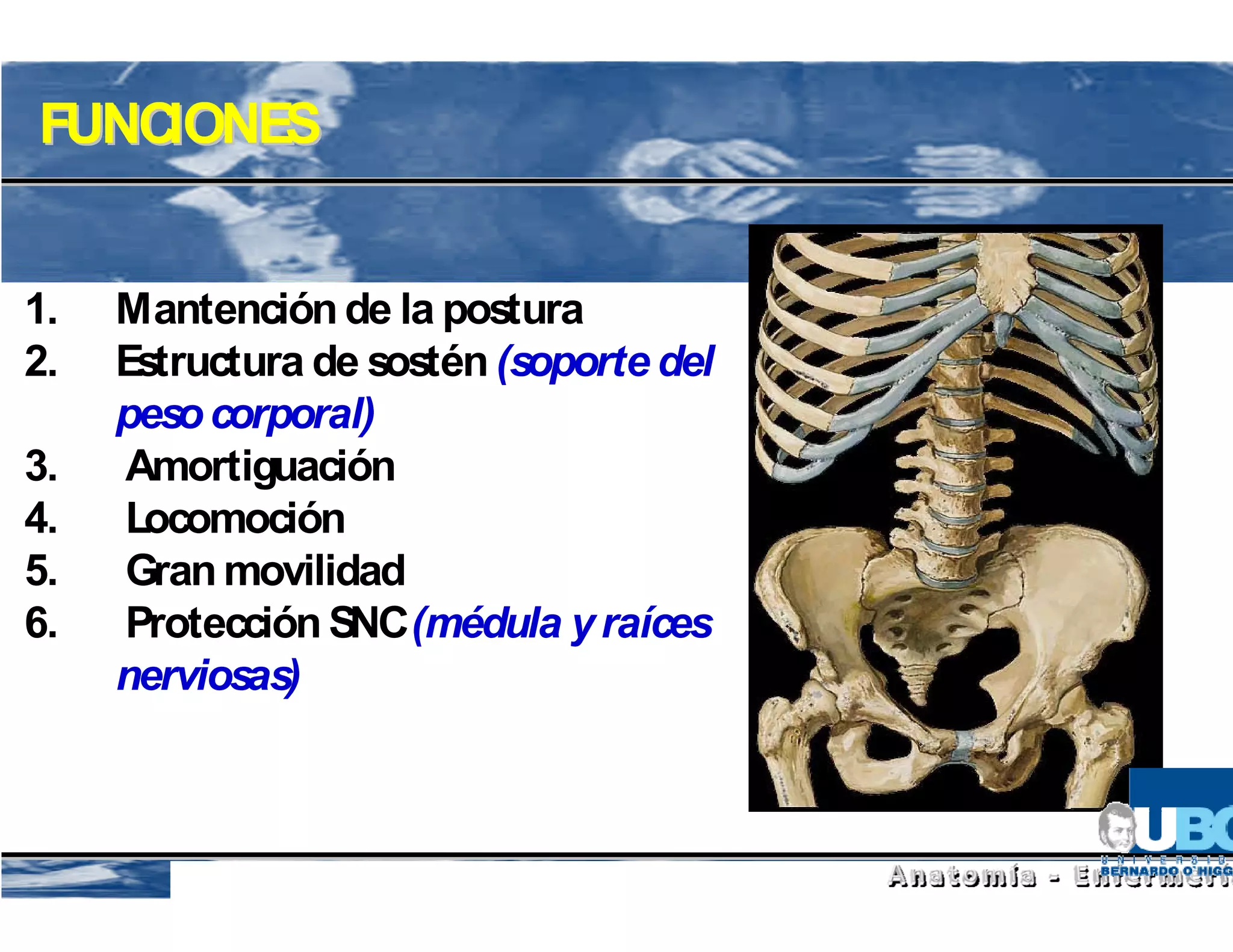 Anatomia tronco | PPT