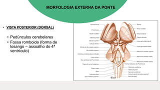 ANATOMIA TRONCO ENCEFÁLICO.pdf Mesencéfalo ponte bulbo tronco ...
