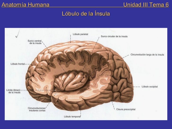 Anatomia und iii tema 6