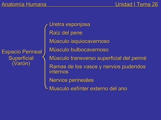 Anatomia und i tem 26 | PPT