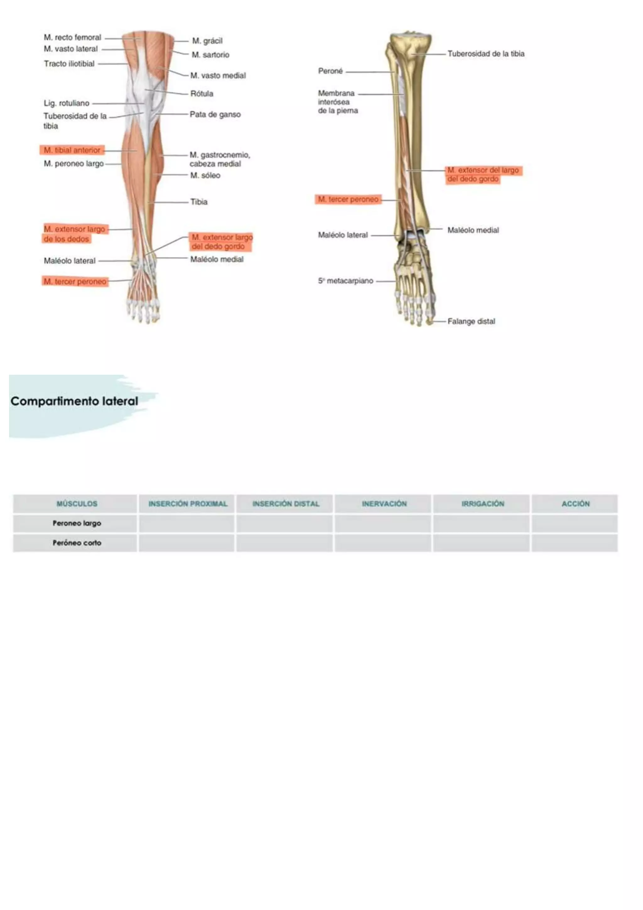 ANATOMIA UNID. 12 Pierna, tobillo y pie.docx