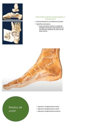 ANATOMIA UNID. 12 Pierna, tobillo y pie.docx