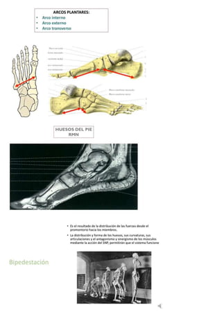 ANATOMIA UNID. 12 Pierna, tobillo y pie.docx