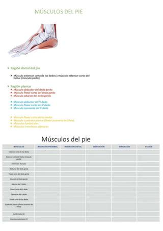 ANATOMIA UNID. 12 Pierna, tobillo y pie.docx