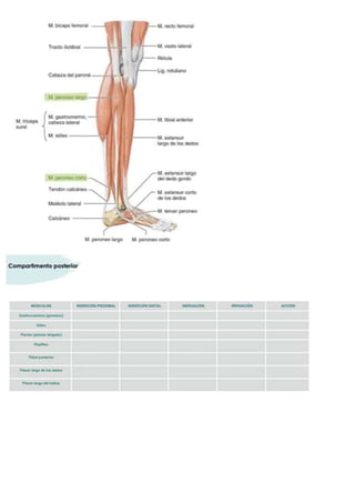ANATOMIA UNID. 12 Pierna, tobillo y pie.docx