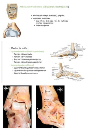 ANATOMIA UNID. 12 Pierna, tobillo y pie.docx