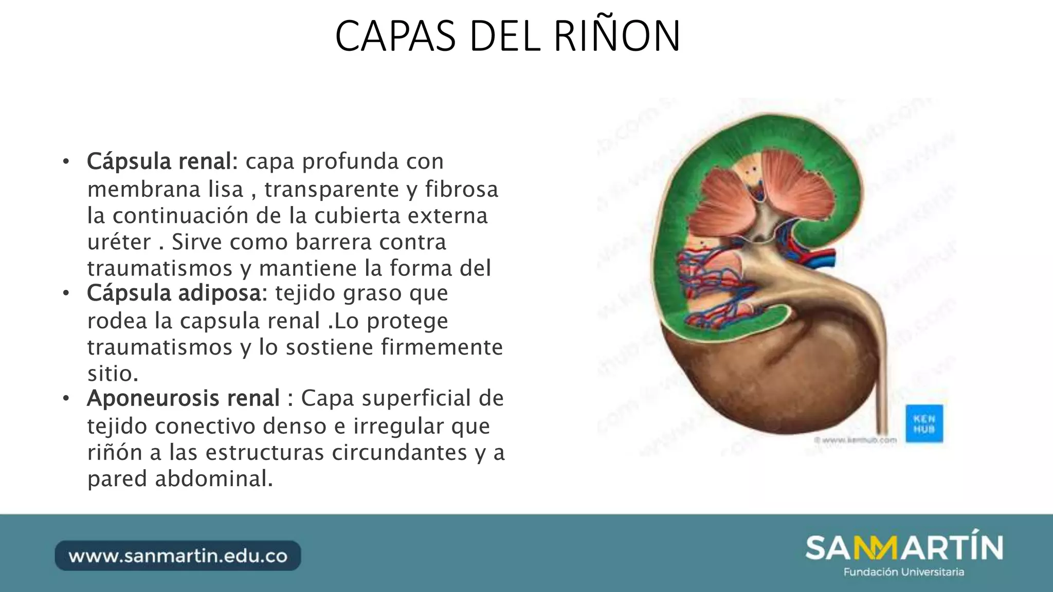 Anatomia Urinaria.pptx