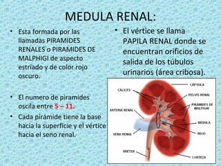 Anatomia urinario | PPT