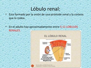 Anatomia urinario | PPT