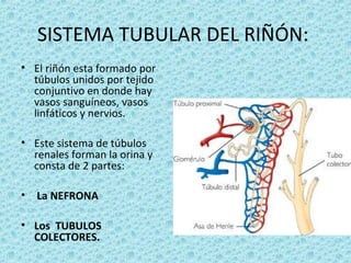 Anatomia urinario | PPT