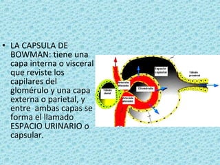 Anatomia urinario | PPT