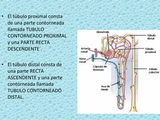 Anatomia urinario | PPT