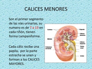 Anatomia urinario | PPT