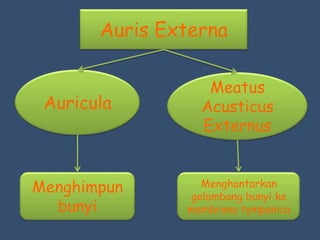 Anatomi auris | PPTX