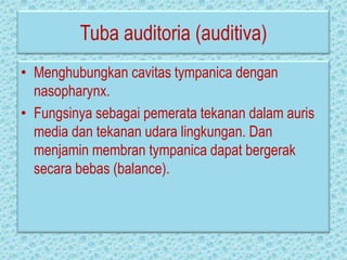 Anatomi auris | PPTX