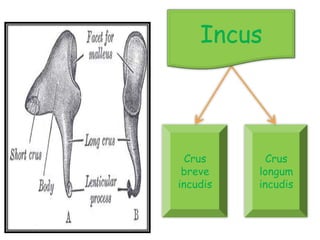 Anatomi auris kelompok 9 | PPTX