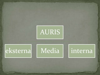 Anatomi auris kelompok 9 | PPTX