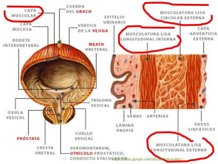 Anatomia urologia.elvis