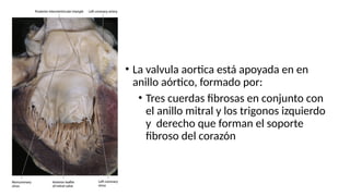 ANATOMIA FUNCIONAL VALVULA AORTICA .pptx