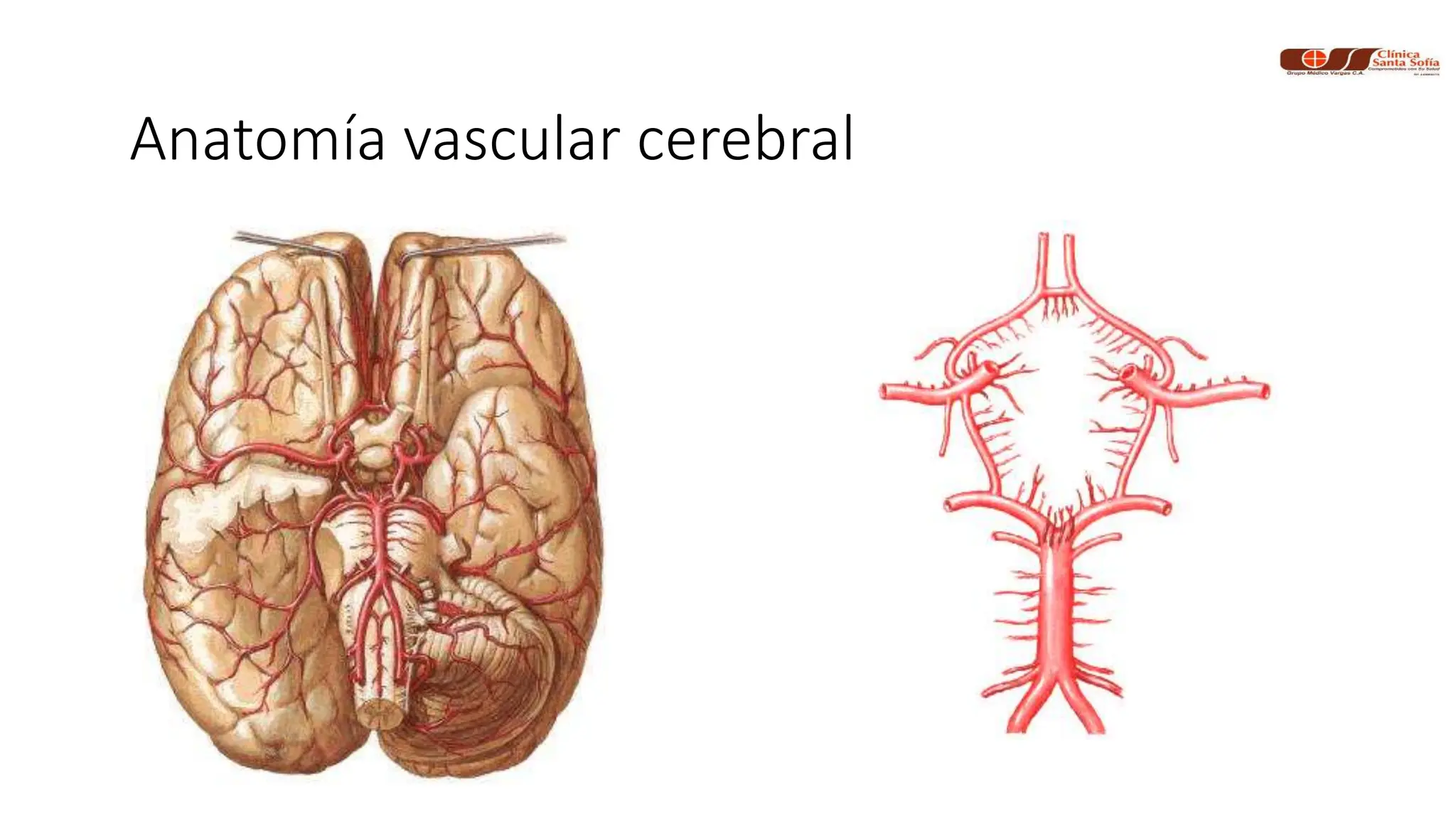 anatomia vascular.pptx arterial venoso | PPTX