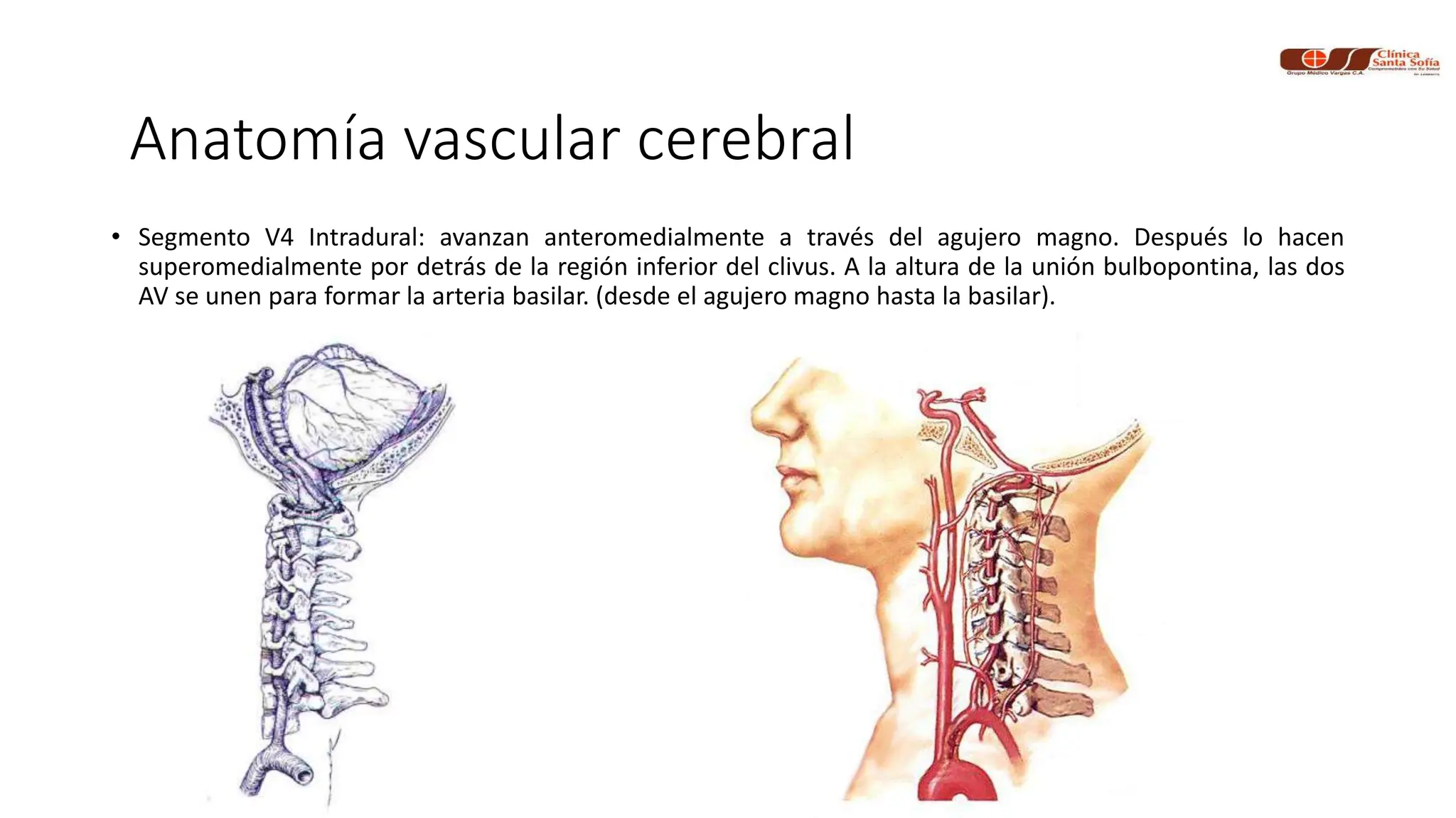 anatomia vascular.pptx arterial venoso | PPTX