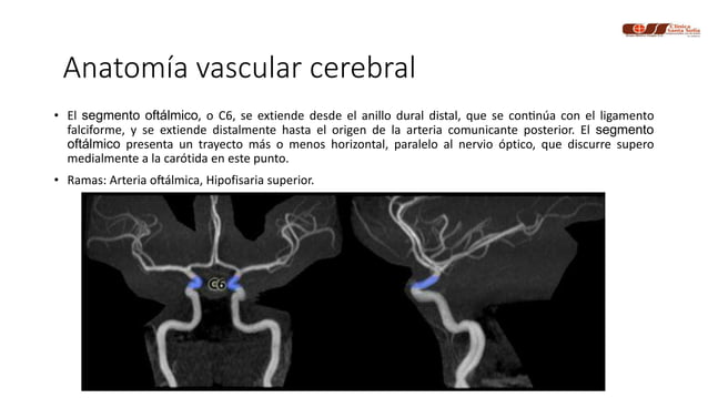 anatomia vascular.pptx arterial venoso | PPT