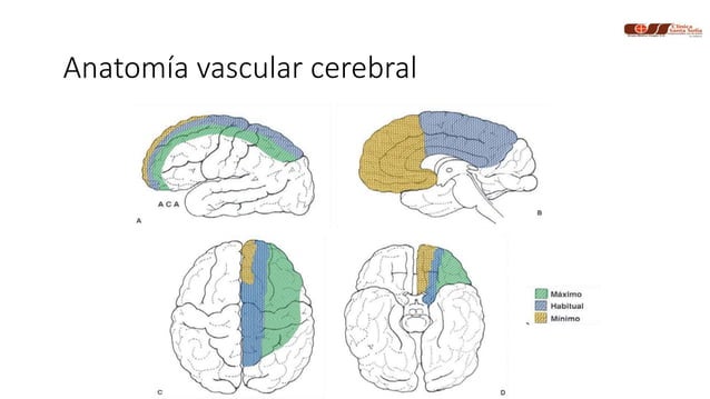 anatomia vascular.pptx arterial venoso | PPT
