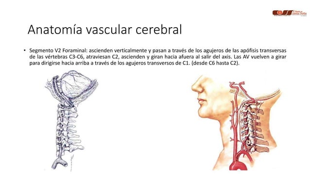 anatomia vascular.pptx arterial venoso | PPT