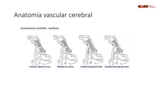 anatomia vascular.pptx arterial venoso | PPT