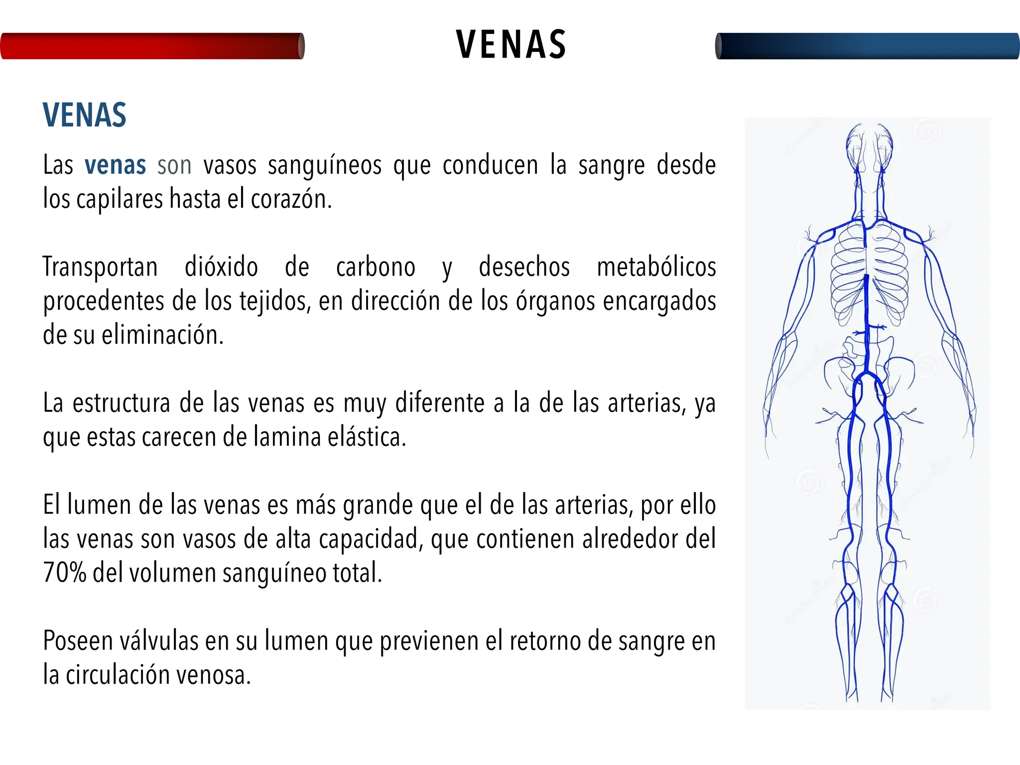 ANATOMÍA DEL SISTEMA VASCULAR ANATOMIAA | PDF