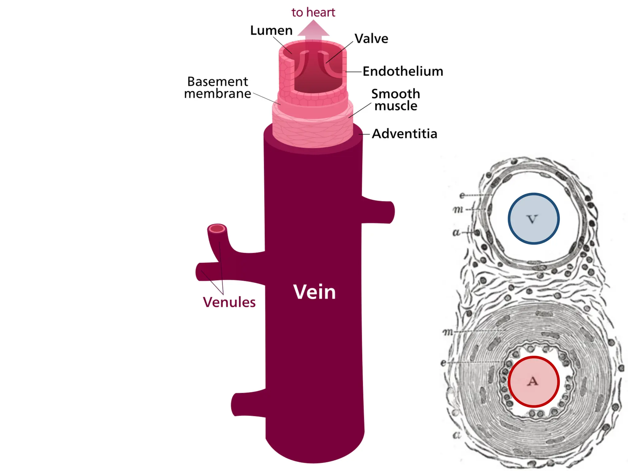 ANATOMÍA DEL SISTEMA VASCULAR ANATOMIAA | PDF