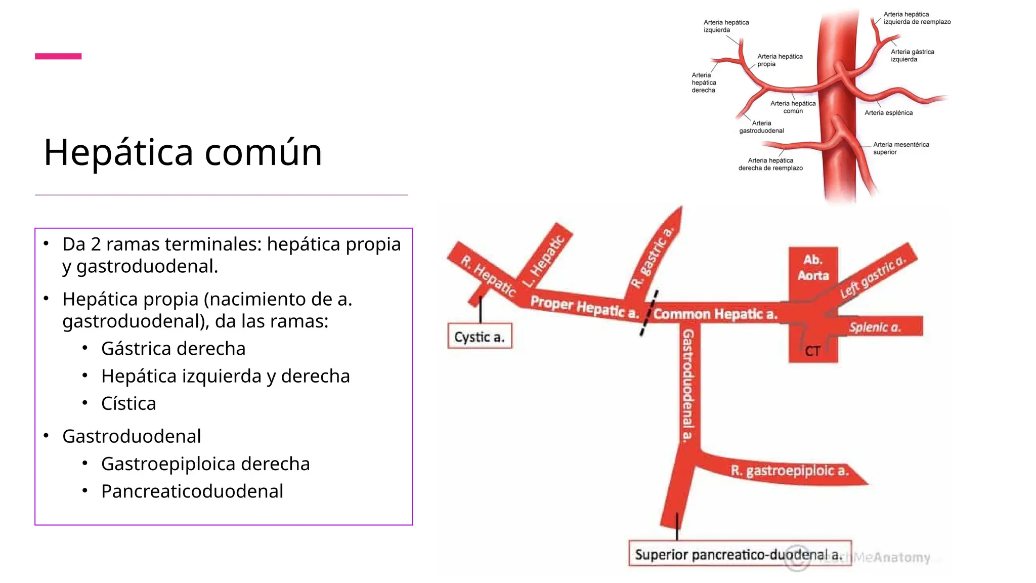 Anatomia vascular del abdomen y la pelvis | PPTX