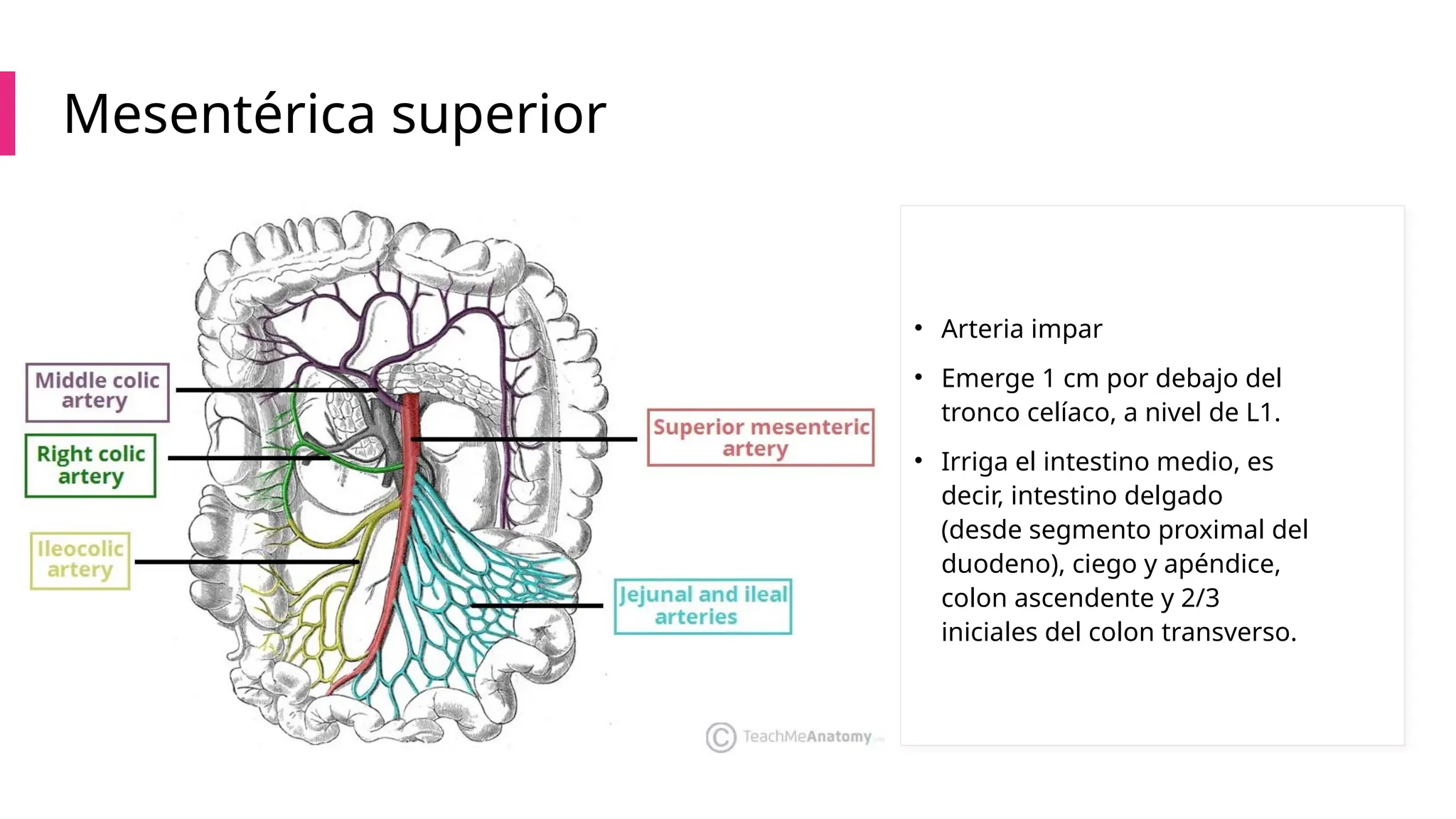 Anatomia vascular del abdomen y la pelvis | PPTX