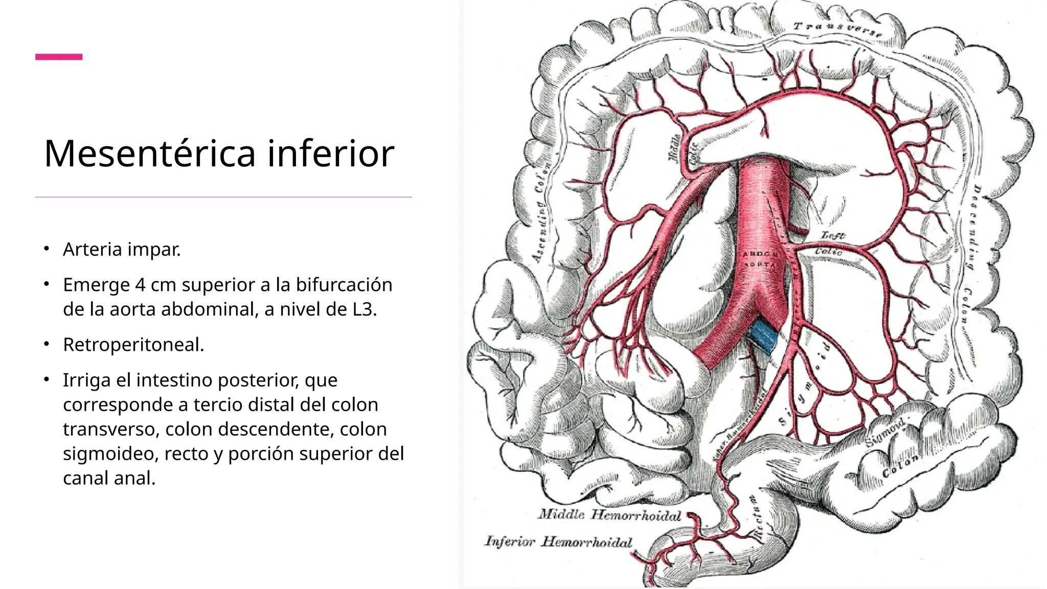 Anatomia vascular del abdomen y la pelvis | PPTX