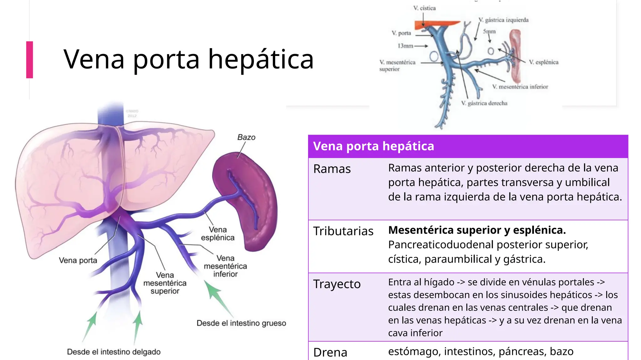 Anatomia vascular del abdomen y la pelvis | PPTX