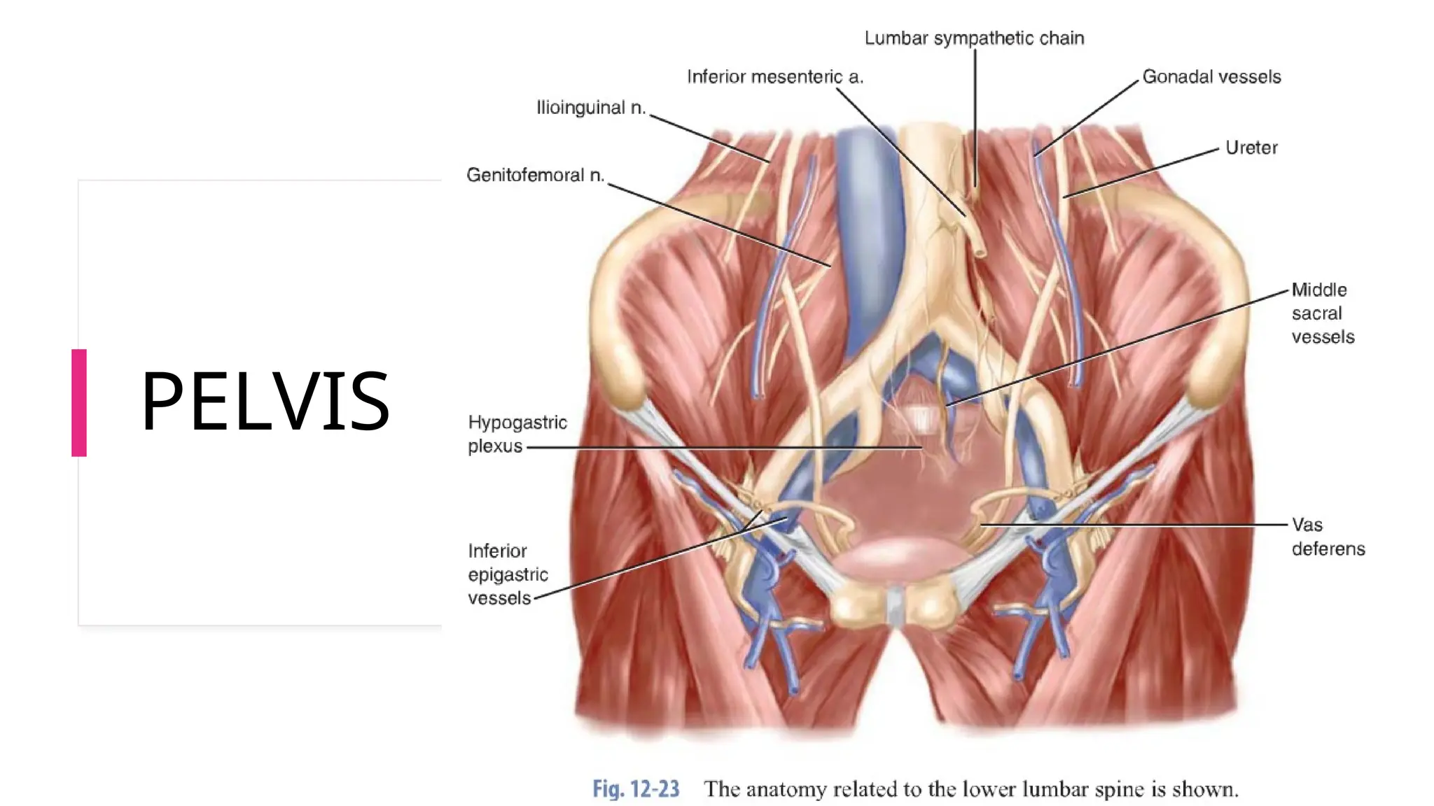 Anatomia vascular del abdomen y la pelvis | PPTX